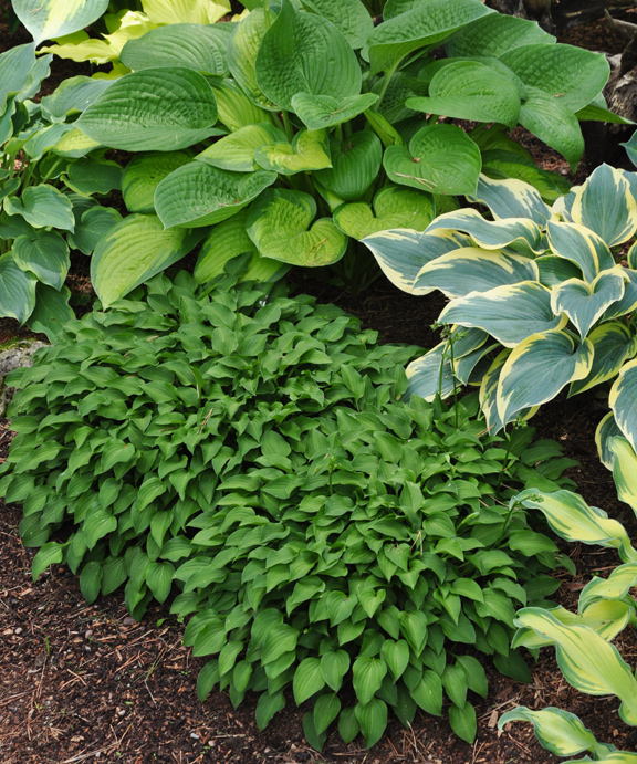 Three Dogs in a Garden: Collectable Hostas