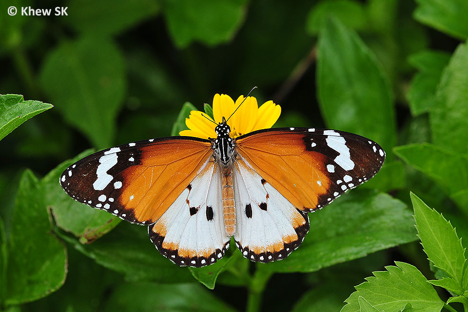 Butterflies of Singapore: Favourite Nectaring Plants #8