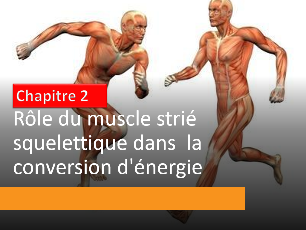 Télécharger | chapitre 2 : Rôle du muscle strié squelettique dans la conversion d'énergie 2bac ...