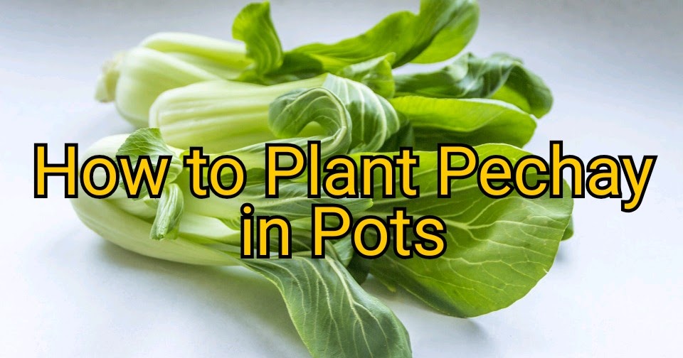 How to Plant Pechay in Pots - Cool Pechay