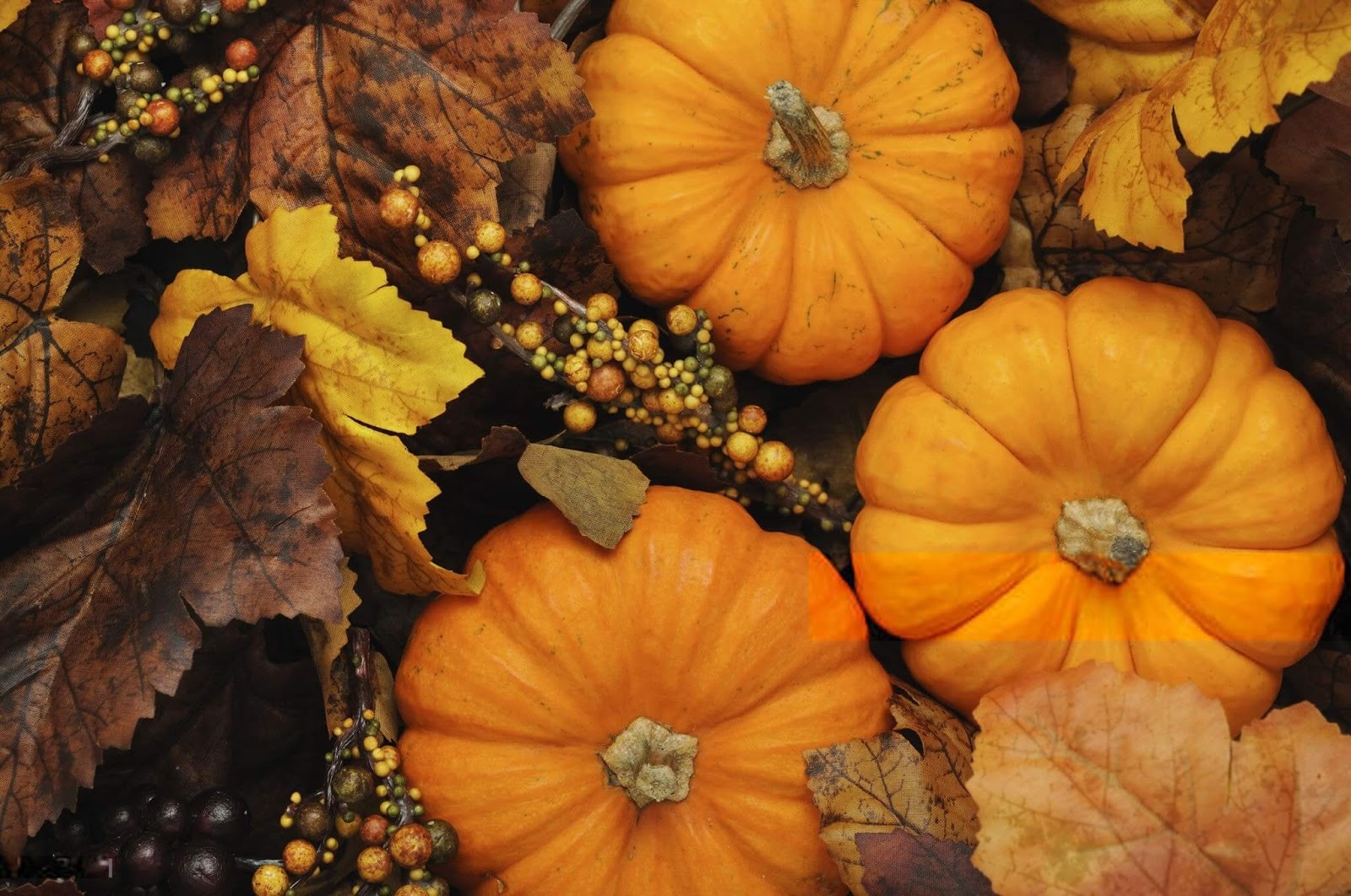 Free Thanksgiving Wallpaper Photos Images Download