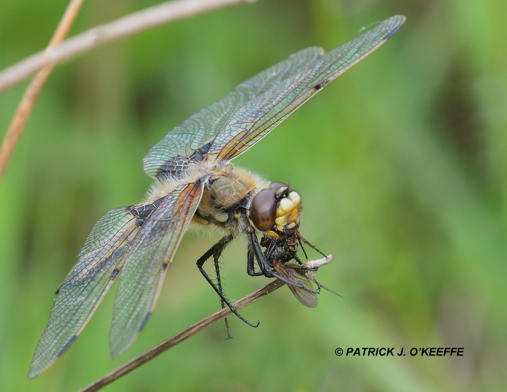 Raw Birds: FOUR SPOTTED CHASER DRAGONFLY or FOUR SPOTTED SKIMMER ...