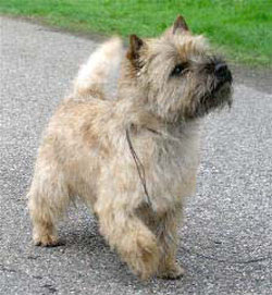 Terrier Dog Puppies Pictures