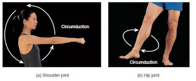 Physical Therapy Exercises: Exercise circumduction