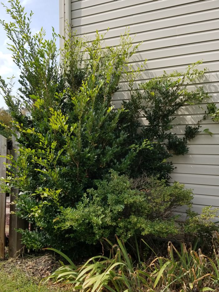 Future Plants by Randy Stewart: Isu Tree