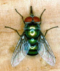 ALDEIA PET: Berne ou Bicheira