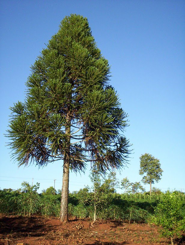 FLORA DE MISIONES Argentina: Araucaria angustifolia (Bertol.) Kuntze ...