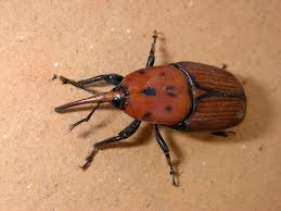 MAKANAN ORANG KITA " ULAT RUMBIA ATAU BUTOD " - Blog Khar KB