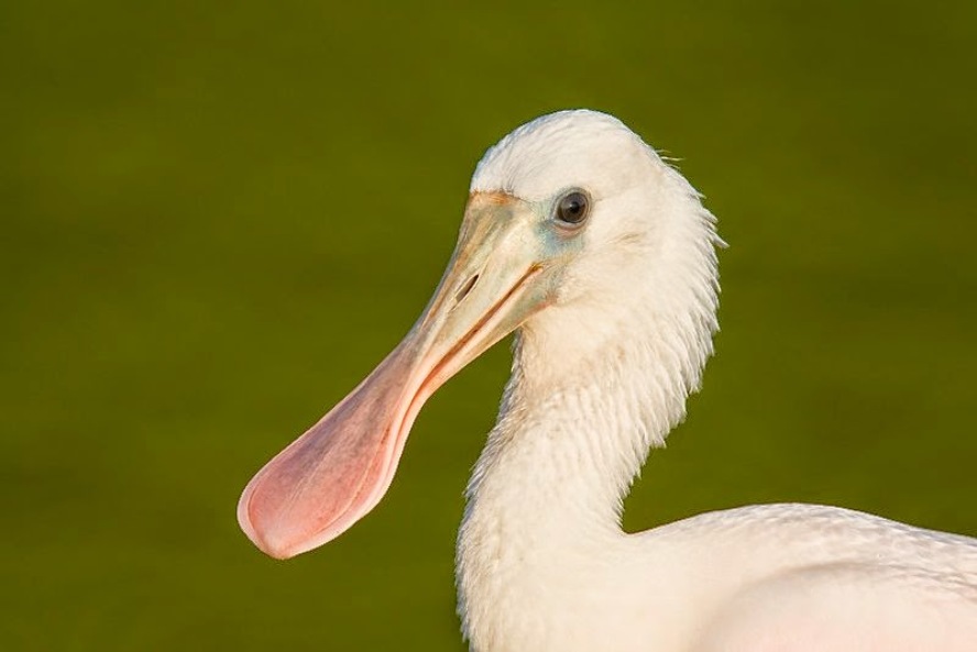 SPOONBILL photos - wallpapers (ανανεωμένο) | the fun bank