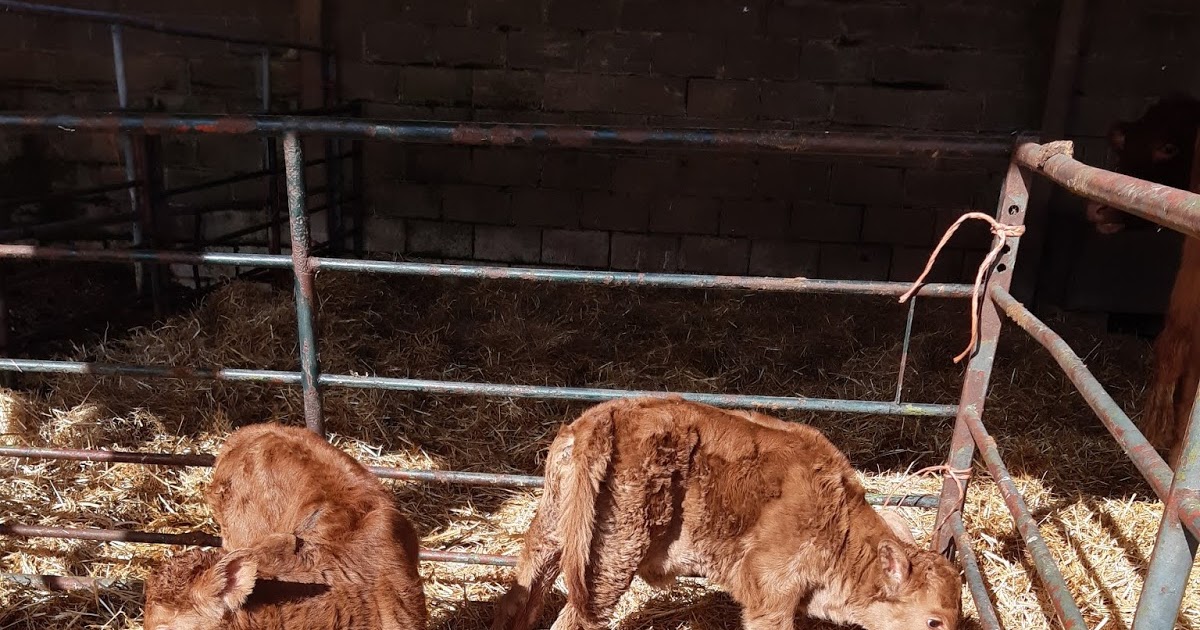 LORNE HILL FARM: Isolation.....