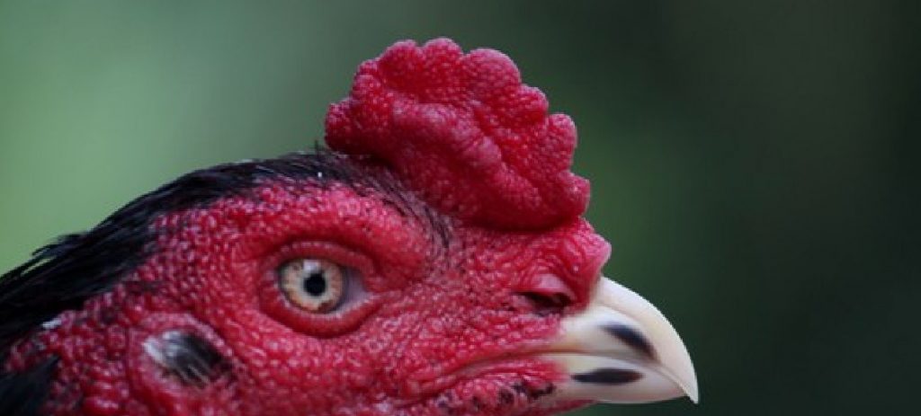 5 Jengger Ayam Aduan Bermental Baja - SABUNG AYAM | SABUNG AYAM ONLINE ...