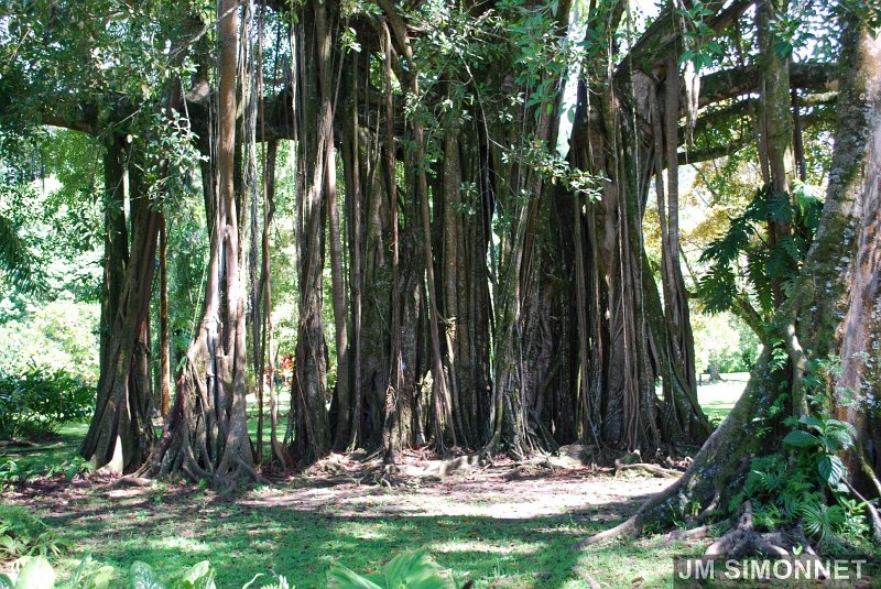 Broderie de mots...: LE BANIAN