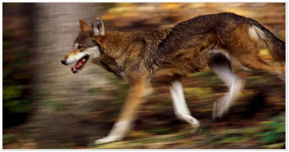 Hope: Beasts of the Southern Wild: Recovery With The Last Remaining ...