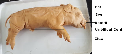 MHR, Bio11, Unit 4. Ch 12. Dissecting a Fetal Pig 아기 돼지 해부