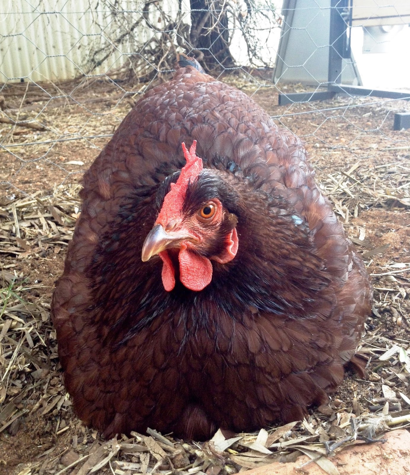 2 Happy Hens: Broody at 2