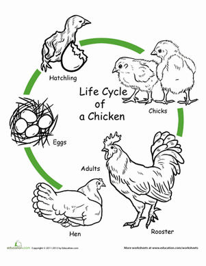 Life Cycle Coloring Pages ~ Coloring Pages