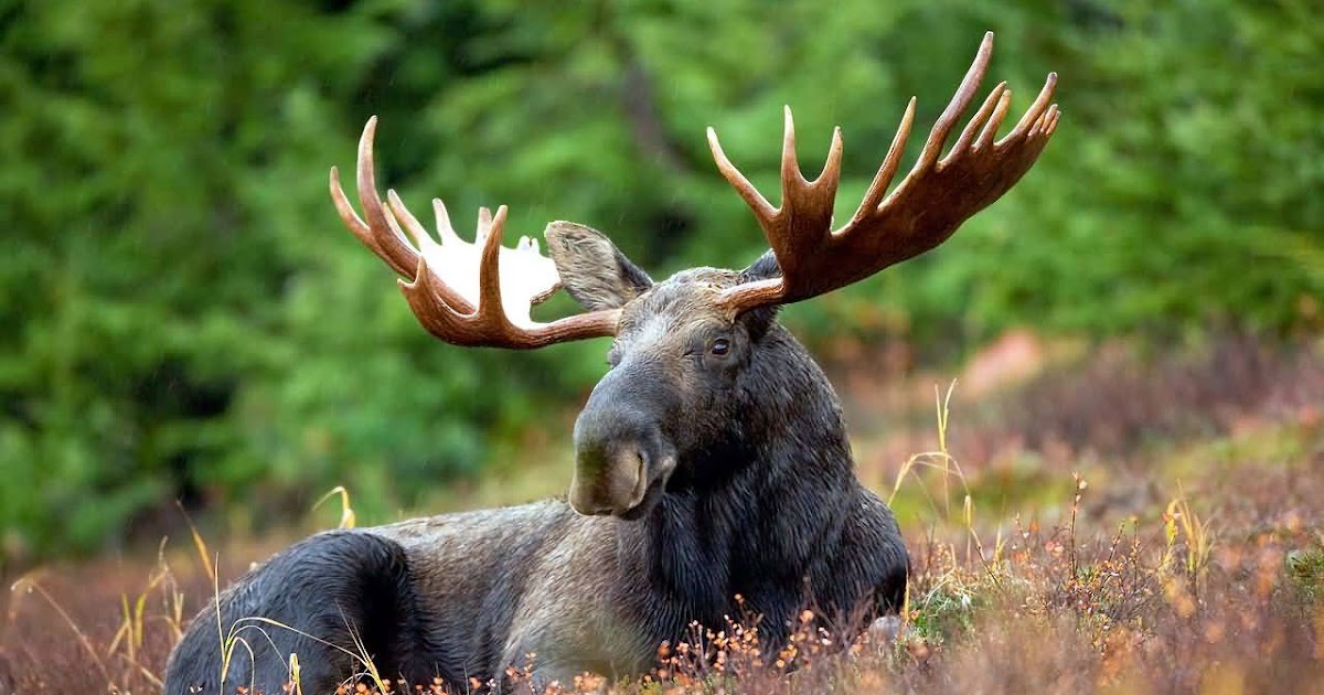 Biblical and Religious Studies By Maregaal: Complete List of Kosher ...