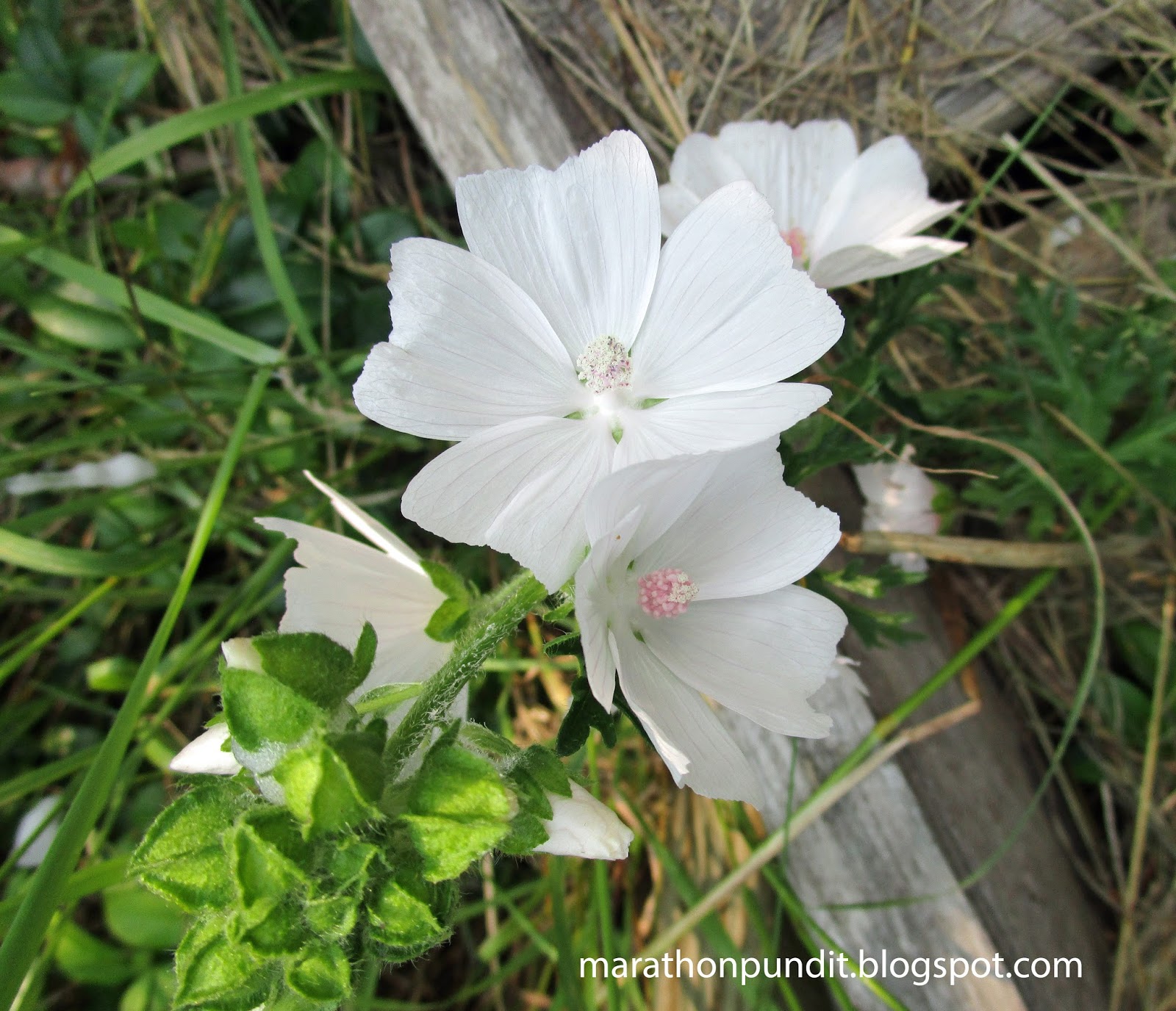 Marathon Pundit: (Photos) Wildflowers of the Northwoods