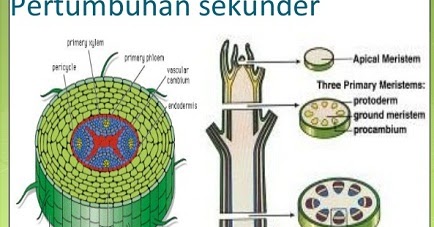 Perbedaan Pertumbuhan Primer Dan Sekunder Pada Tumbuhan