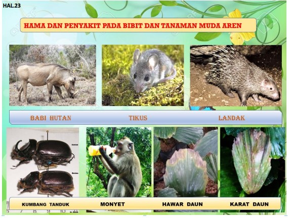 Budidaya Aren : Cara Menanam Aren Di Lahan Gambut