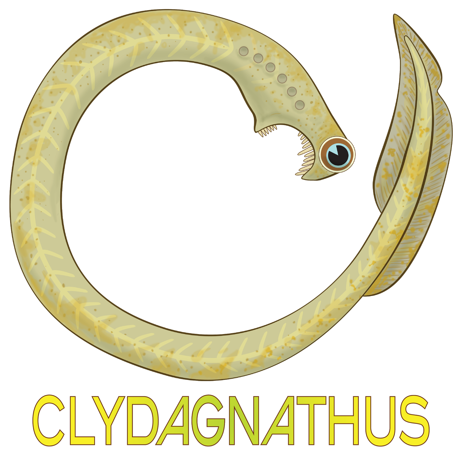 Pteroformer: Conodonts: 520 Million Years Long in the Tooth