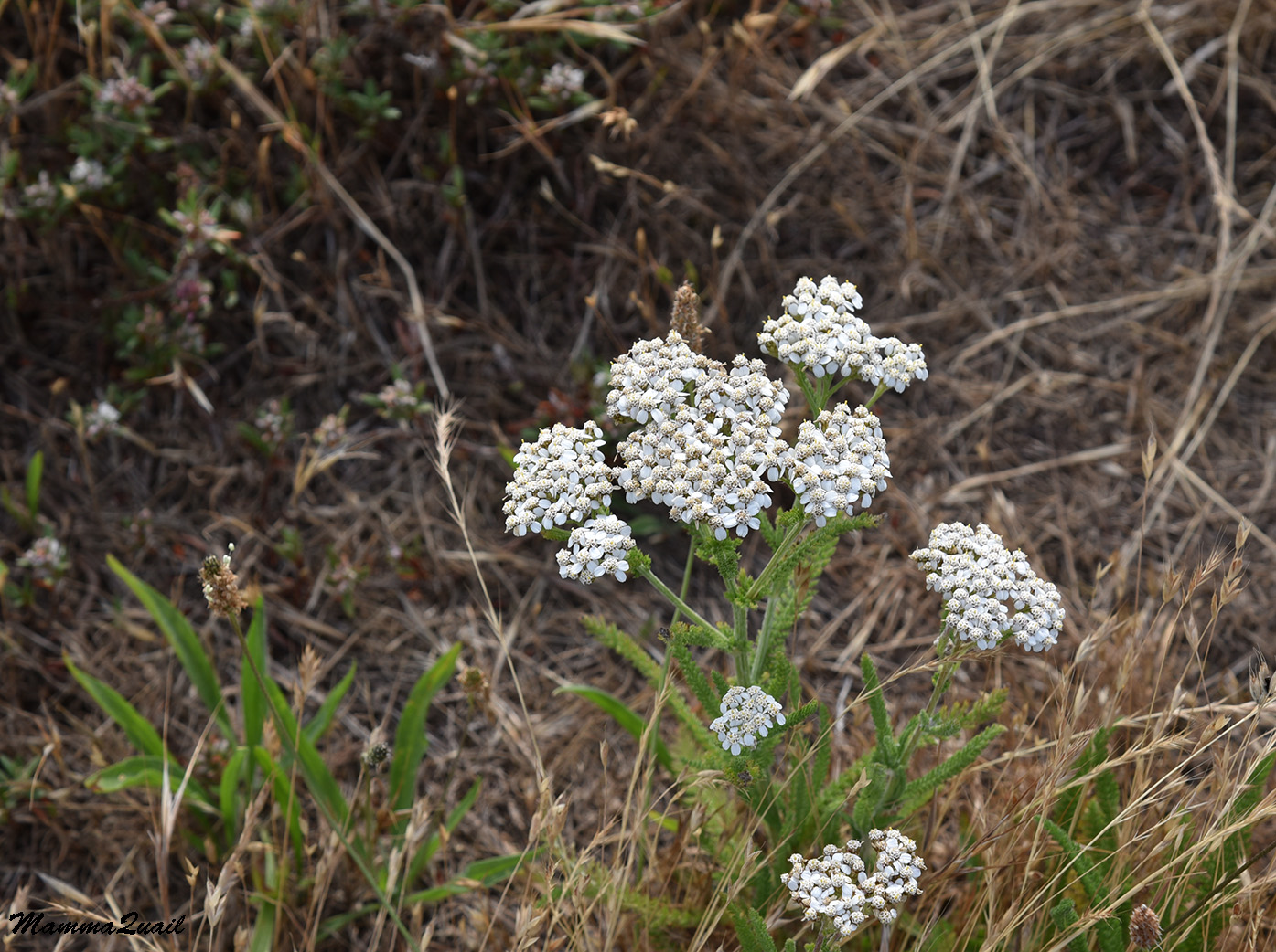 Mamma Quail Hiking California : A Sweet Prelude: Hiking at Deception ...