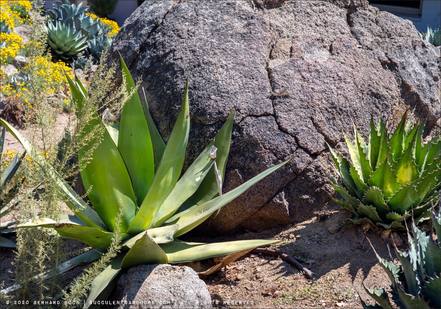 Jeremy Spath's Hidden Agave Ranch: the grounds