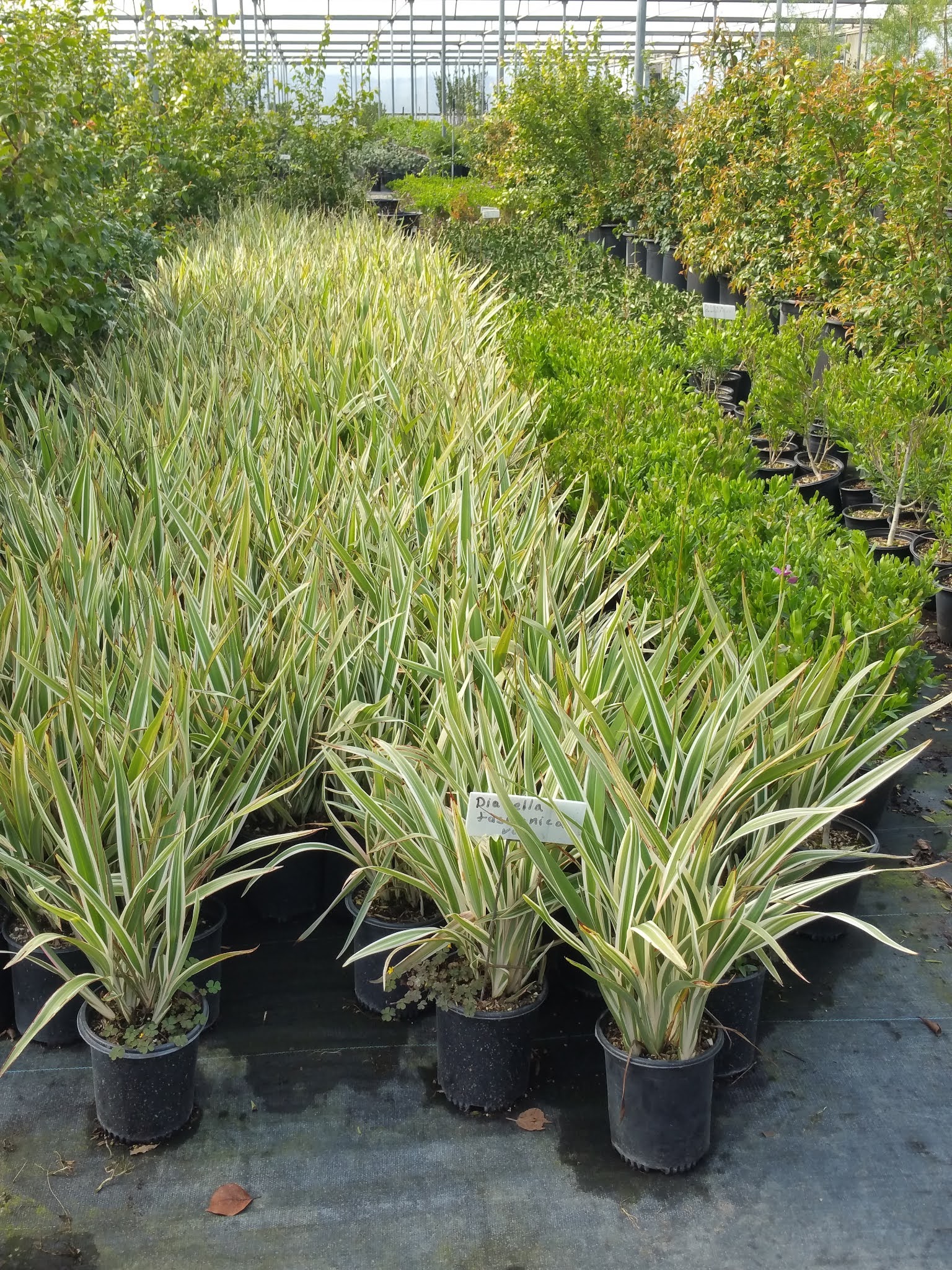 Recent Plant Photos at Western Tree Nursery: Dianella tasmanica ...