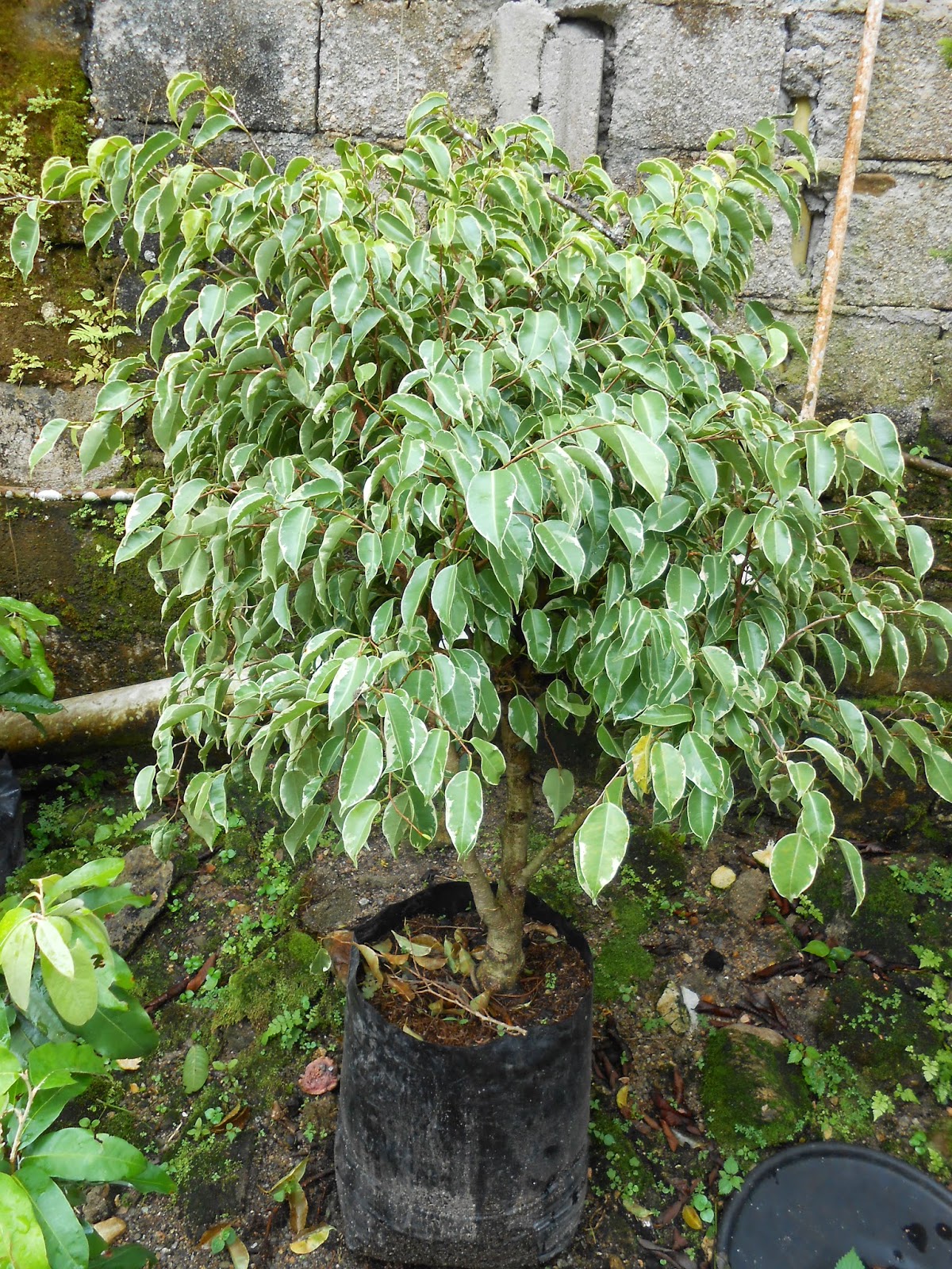 VIVERO SAN JOSE: ARBOLES MADERABLES