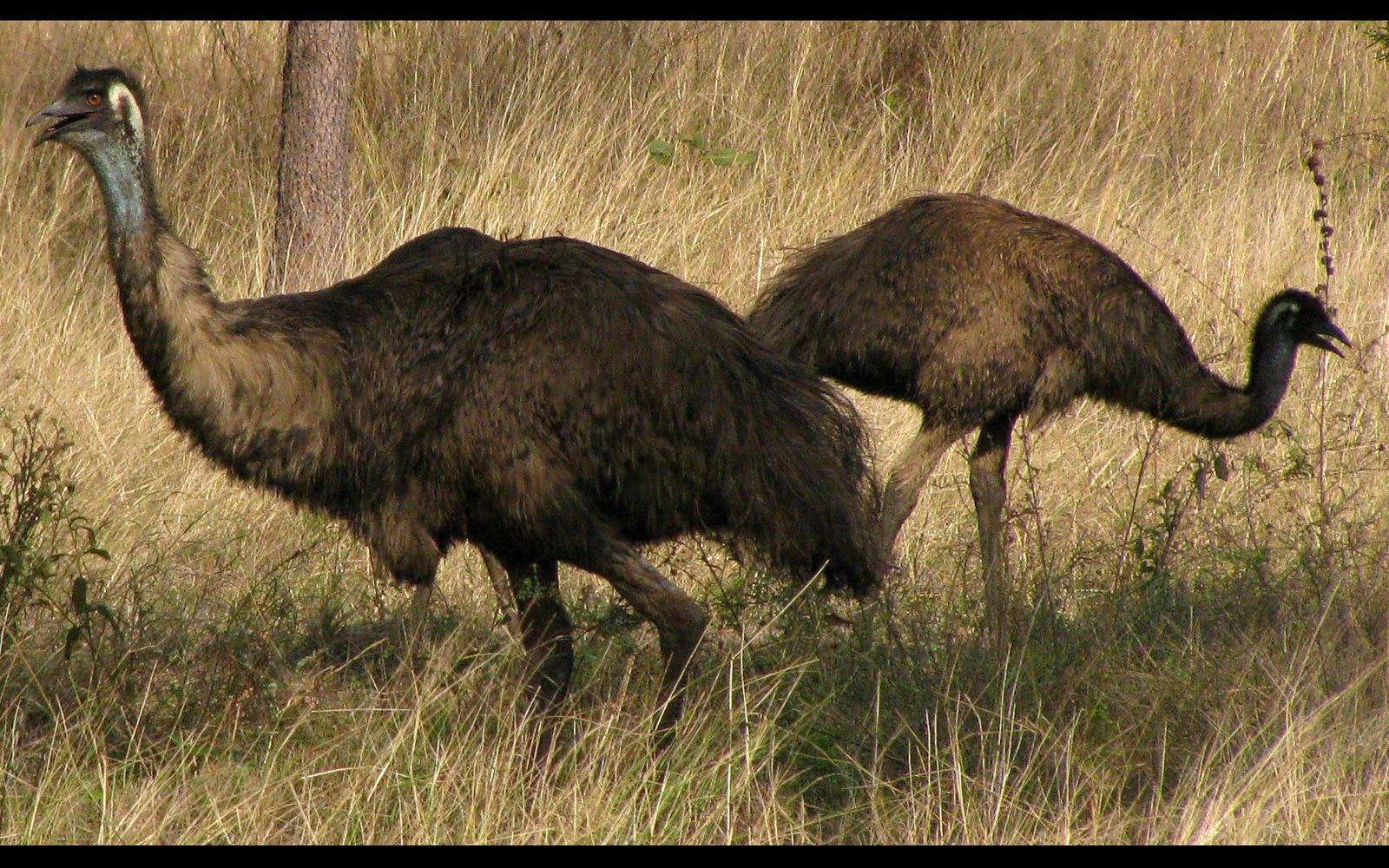 wallpapers: Emu Bird Wallpapers
