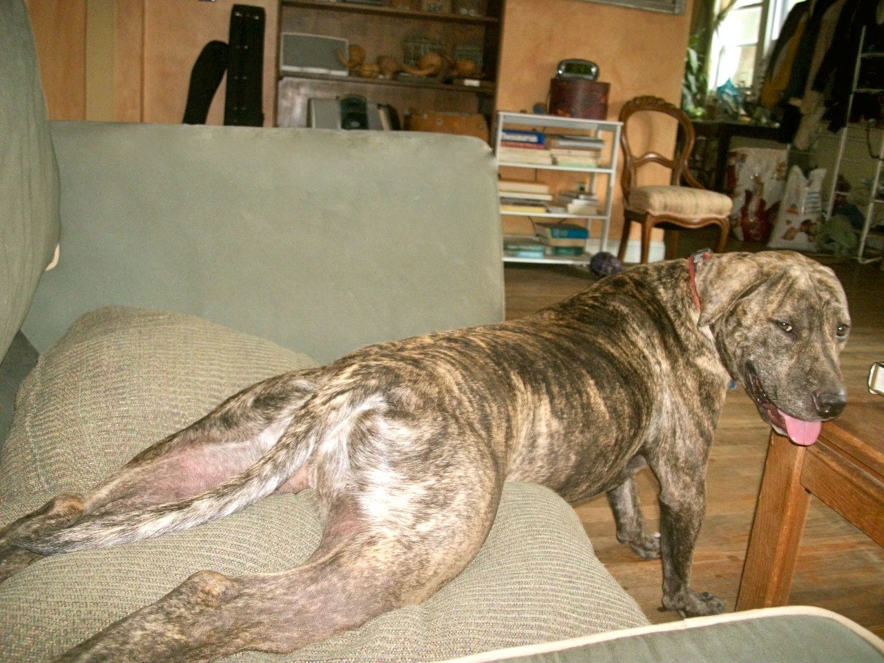 Pit Bull Frogs: Pit Bull Frog Photos