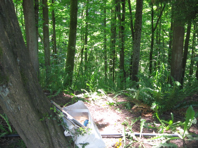 Drawing with Nature: June 2011: Ravenna Park Ravine drawings, Seattle ...