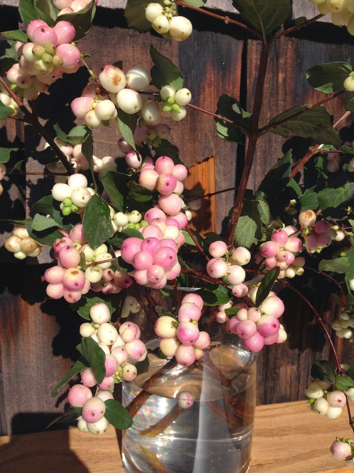 flower of the week : snowberry : october 11 - Les Fleurs