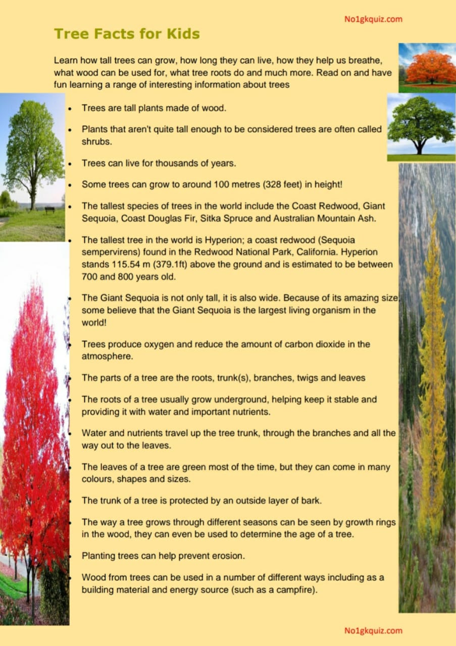 Tree Facts For kids ~ Kids Fun Time
