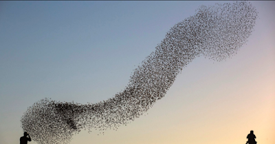 Golden Falcon down! A Tragédia do Eastern 375 | Acidentes e Desastres ...