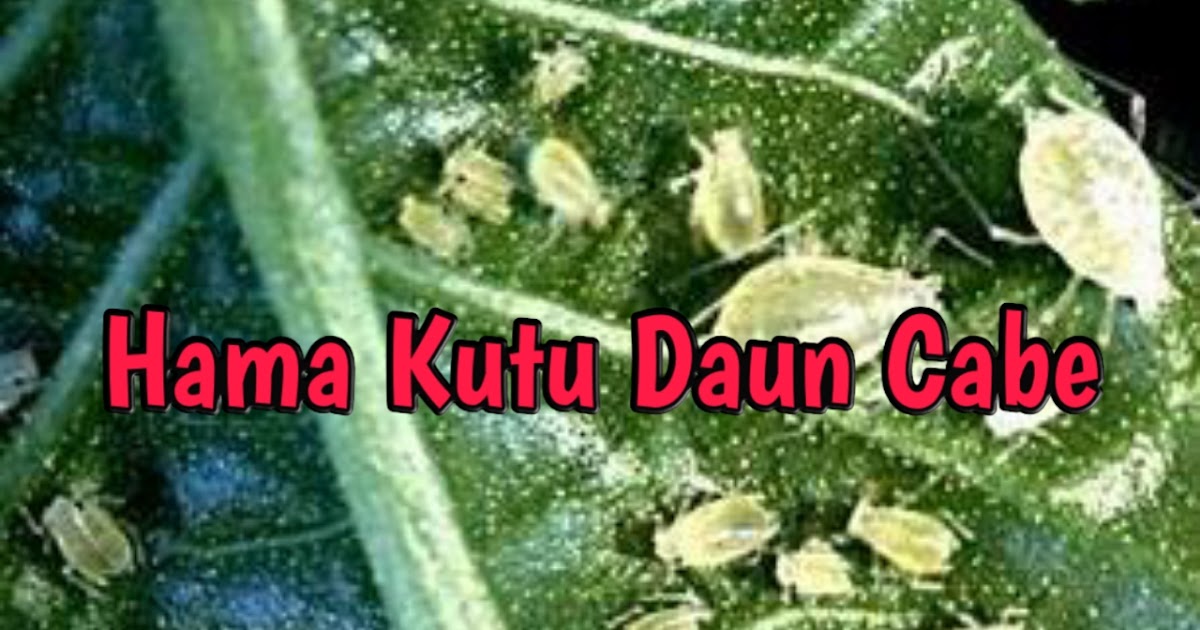 Hama Kutu Daun Pada Tanaman Cabe Gejala dan Pengendalian - UNRANG