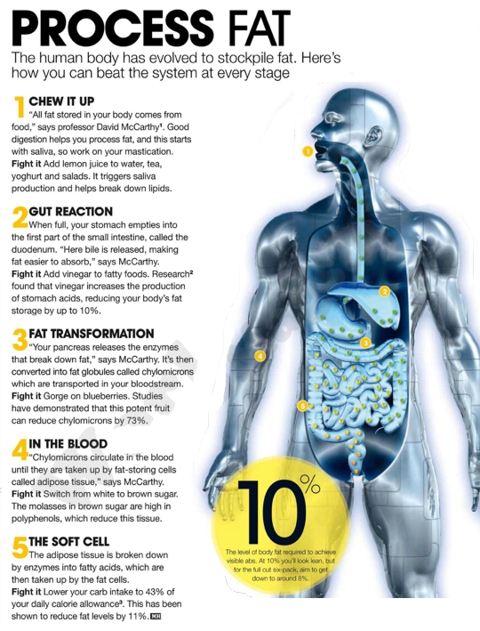 Suka Berenang - Like Swimming: Human Body - Process Fat
