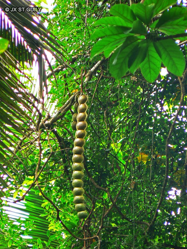 Entada - JungleKey.fr Image #50