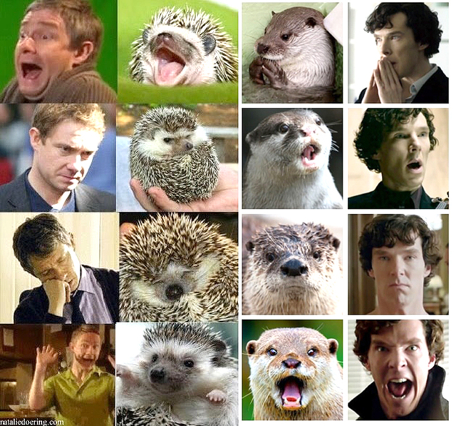 寄せては返す波の音: The cases of theriomorphosis at SHERLOCK