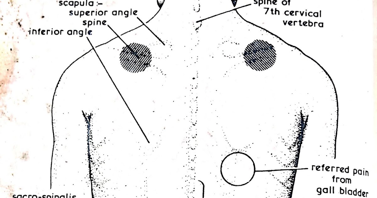 Clinical Notes: The posterior aspect of the trunk surface anatomy