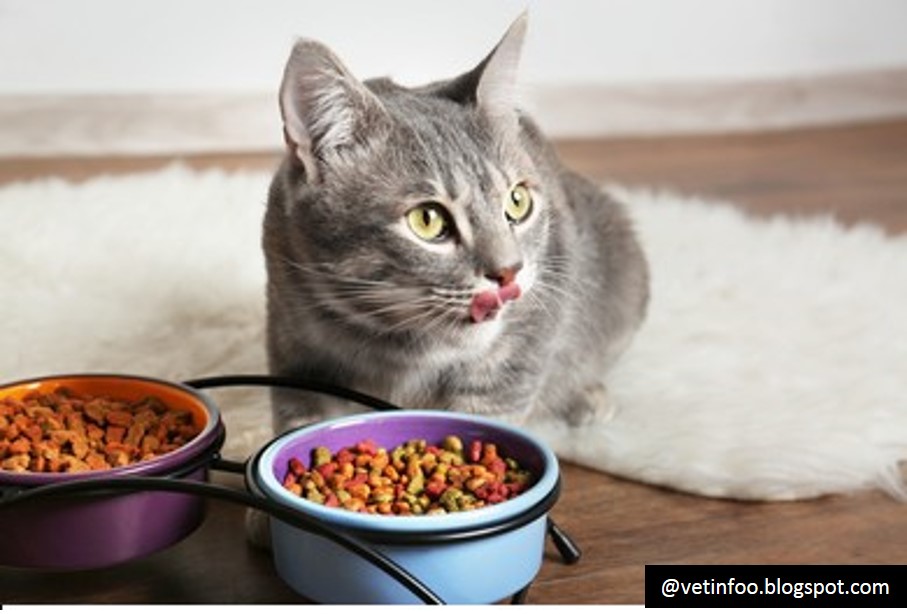 Cat Feeding Schedule And Things To Know cat-feeding-schedule-and-things-to-know