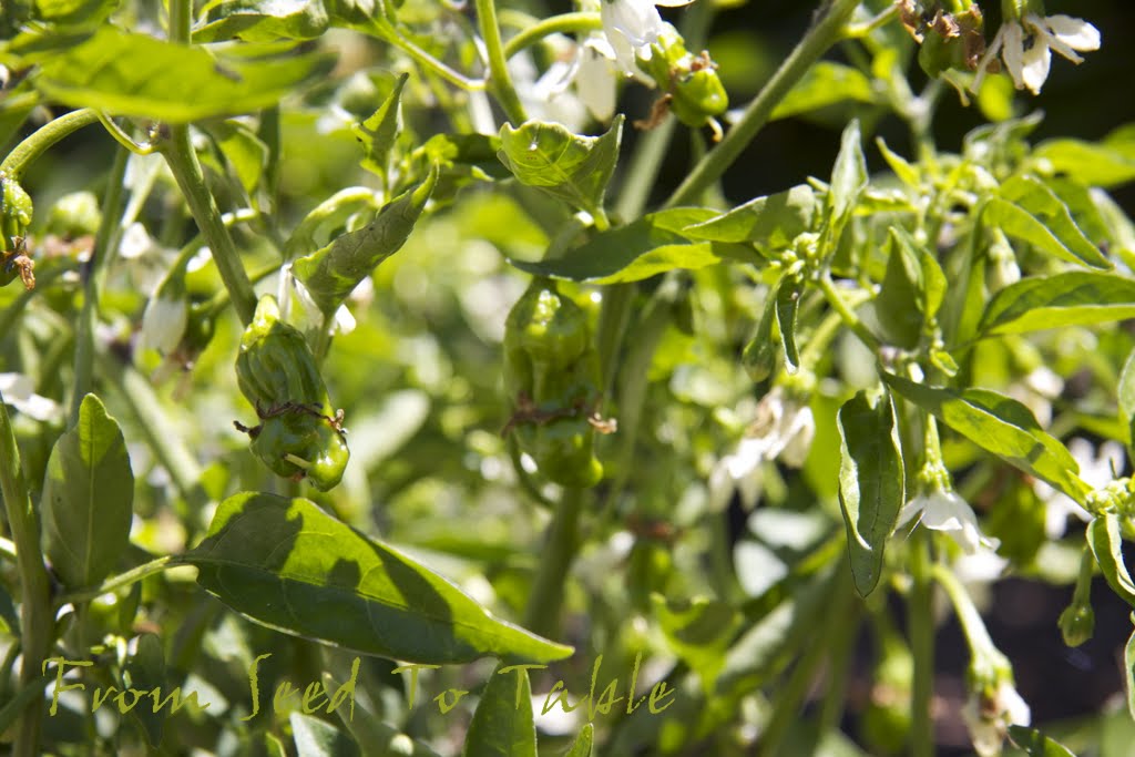 From Seed To Table: The Garden on July 19, 2011 - Part II