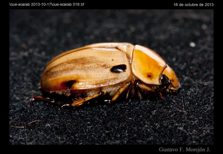 Coleoptera de Ecuador: Malanueva o Catzo Blanco