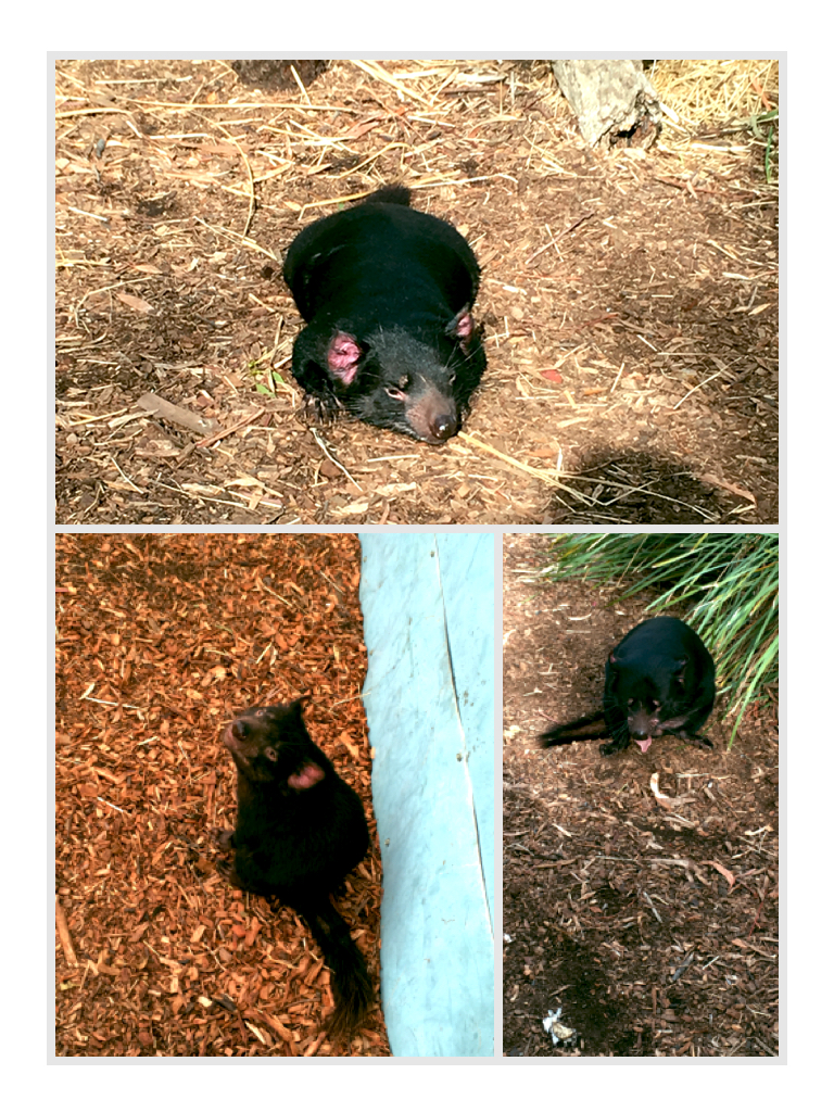 Arca de Noé: diabos da Tasmânia | Noah's Ark: Tasmanian devils