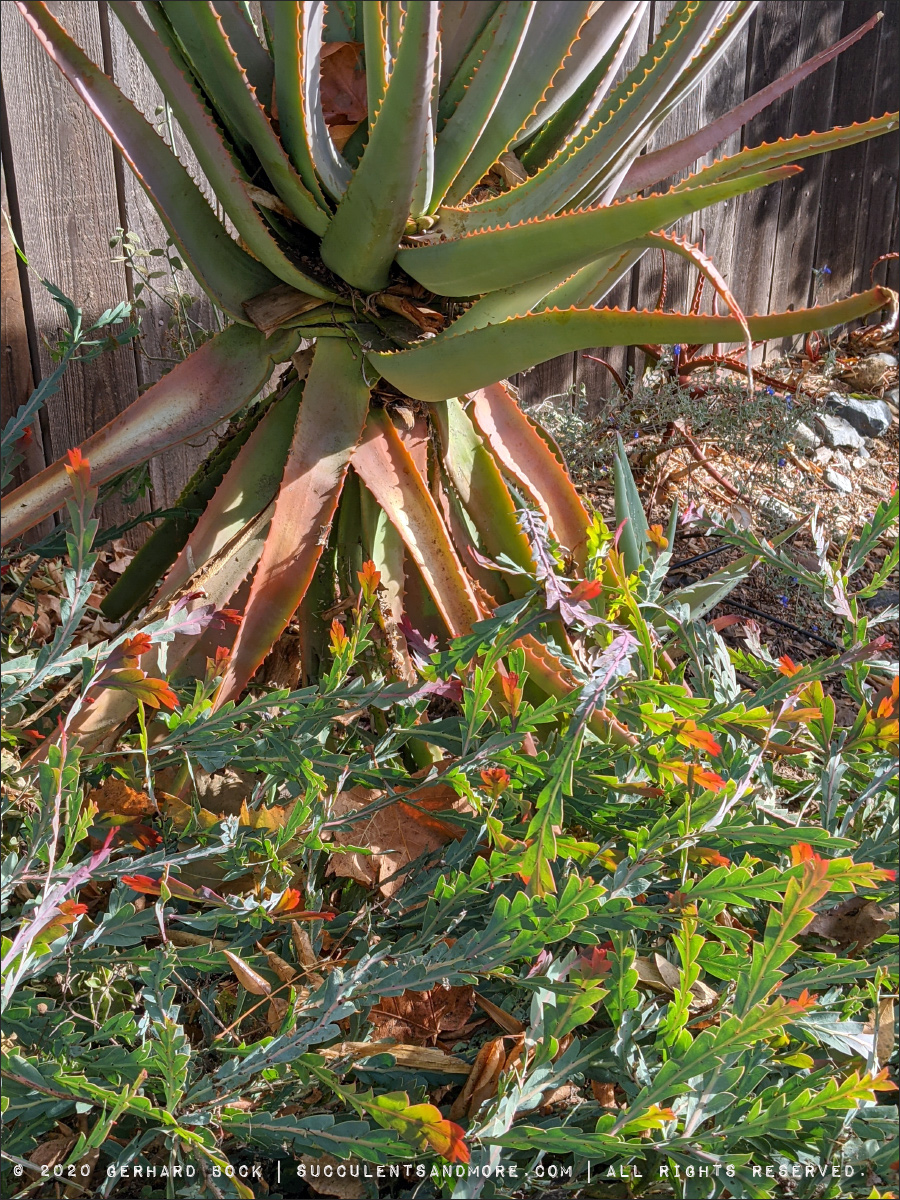 Mid-November aloe updates from our garden