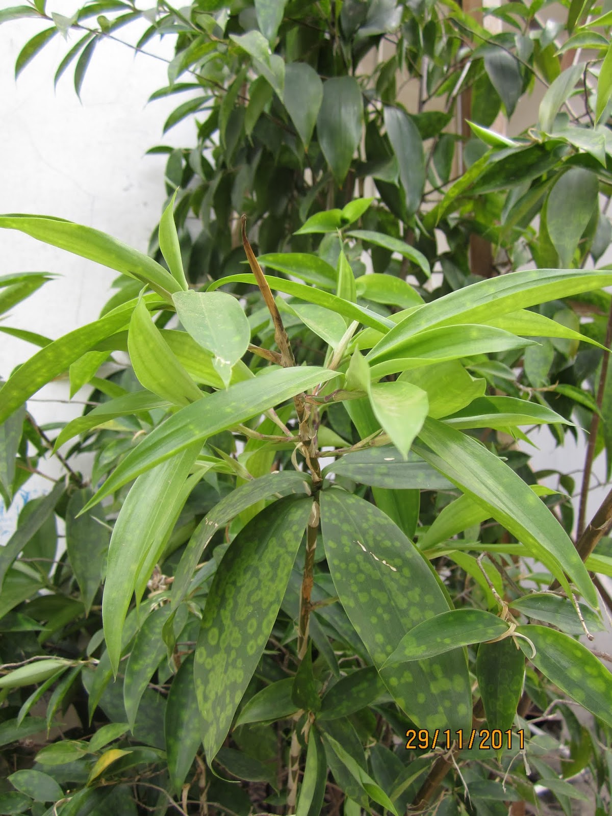 12+ Bunga Hias Bambu Jepang, Inspirasi Terpopuler!