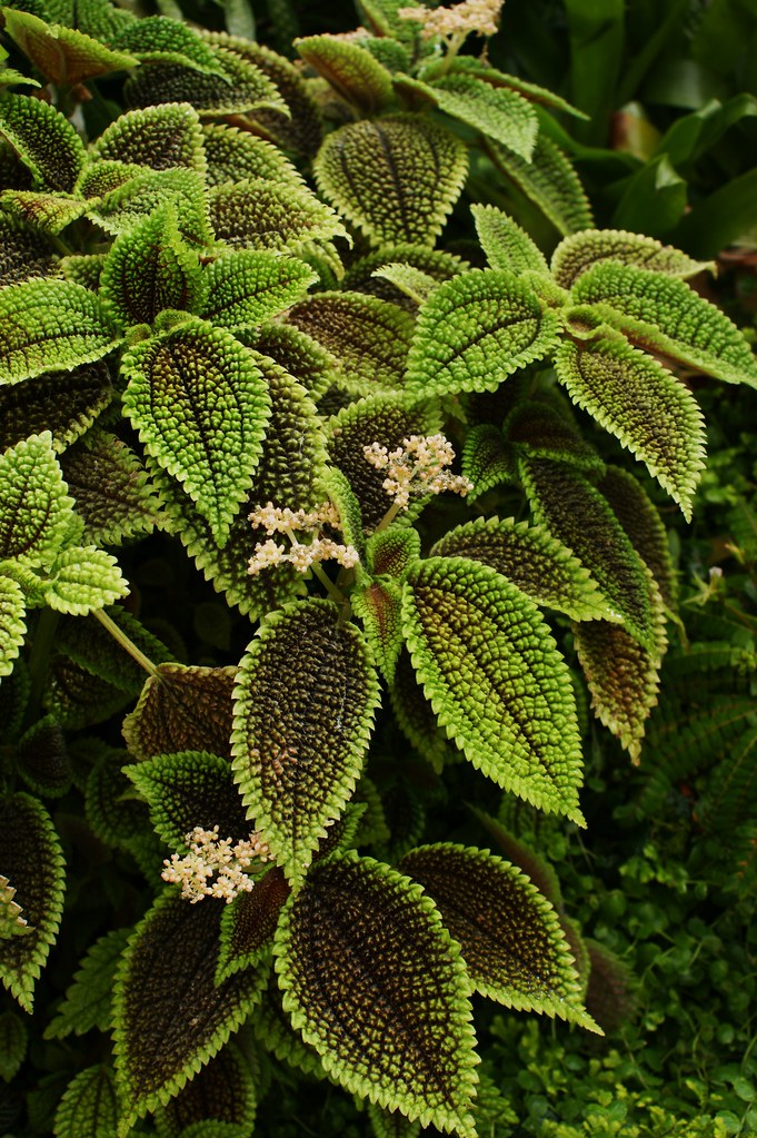 Pilea involucrata - Friendship plant care and culture | Travaldo's blog