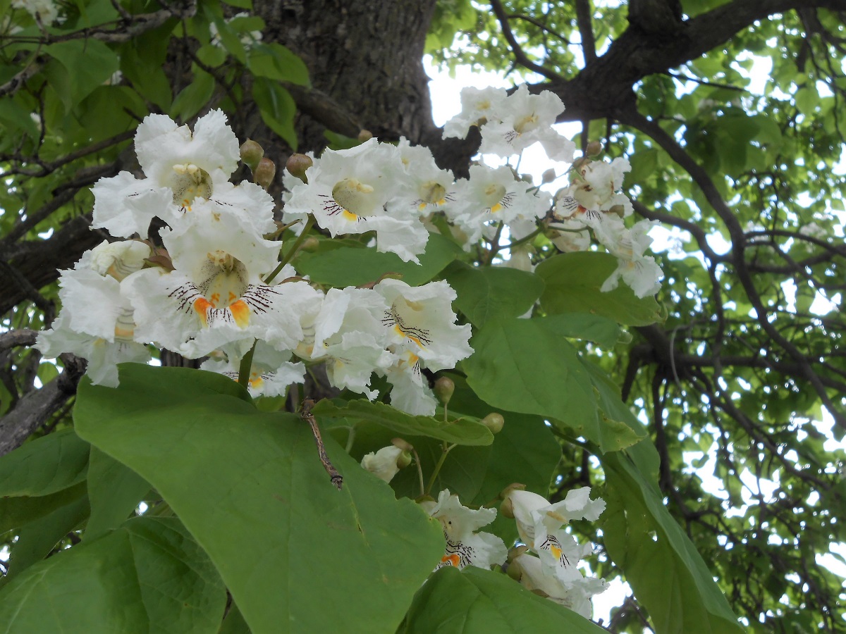 The Lucas Countyan: Enjoy the big catalpa show while you can