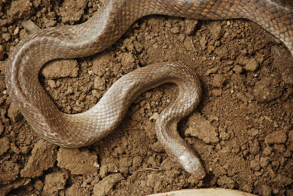 GO 4 GK BHOPAL: Van Vihar National Park, Bhopal