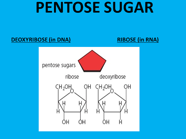 Grade 12: SEMESTER 2 - Chapter 1 - NUCLEIC ACIDS & PROTEIN SYNTHESIS